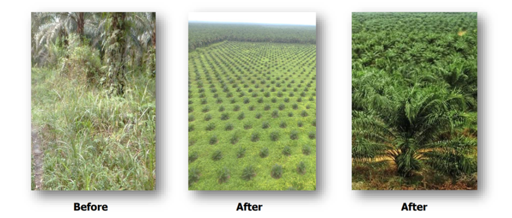 Sinarmas Agri Case Study – WikiExport